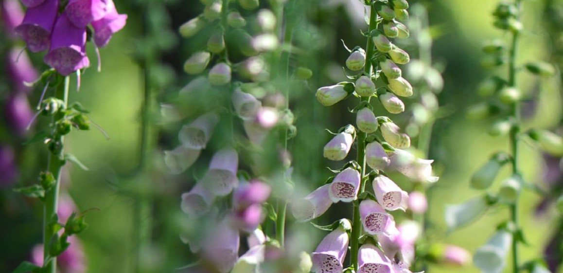 The Area - Chiswick Park